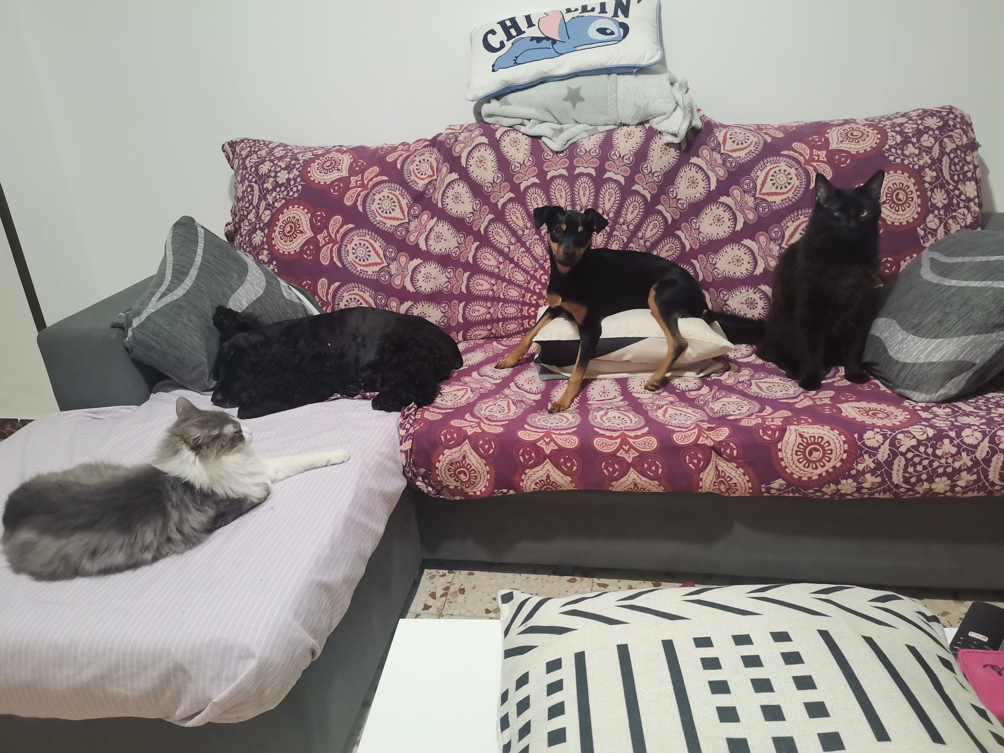 Conoce la historia de adopción de Odín y Ana - Tiendanimal