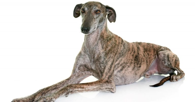 Galgo Español: Guía de Cuidados y Consejos | Tiendanimal