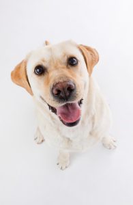 Labrador Retriever: Características, Cuidados y Carácter | Tiendanimal