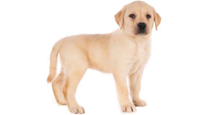 Labrador Retriever: Características, Cuidados y Carácter | Tiendanimal