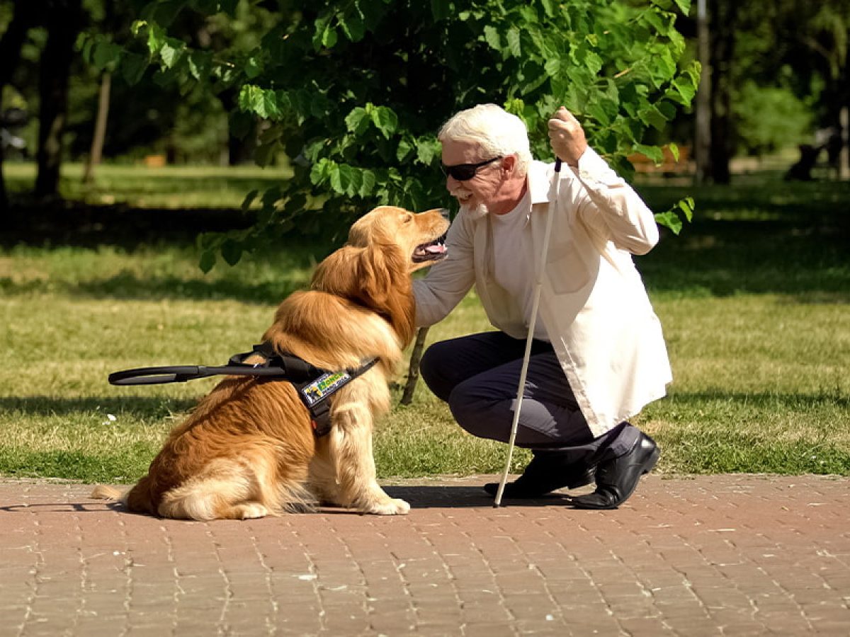Quién Empezó Con Los Perros Guía