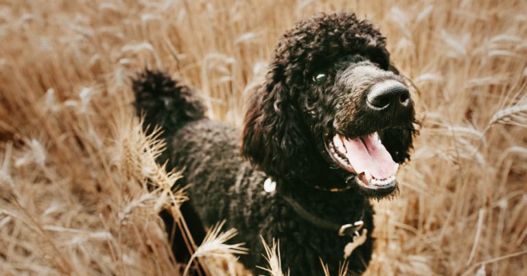 Espigas en perros: cómo detectarlas, extraerlas y prevenirlas | Tiendanimal