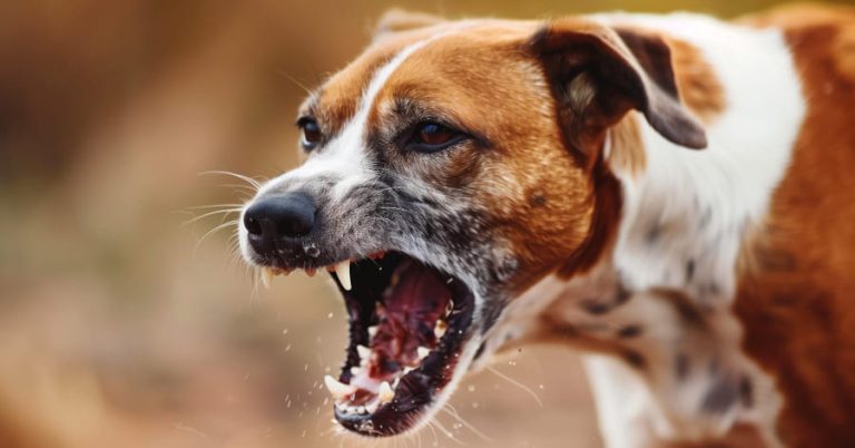Rabia en perros: síntomas, prevención y vacunación [Guía] | Tiendanimal