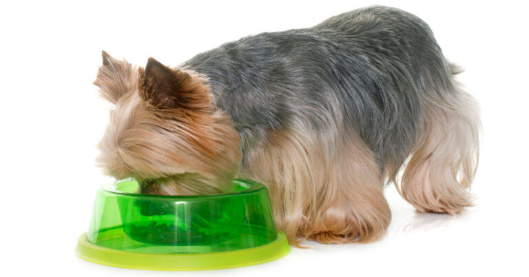 Mejor Pienso para Yorkshire Terrier [Guía de Alimentación] | Tiendanimal