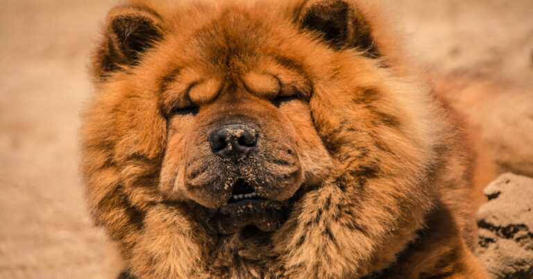 Chow Chow: Características, Cuidados y Carácter | Tiendanimal