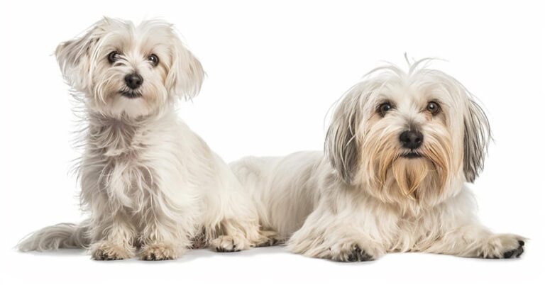 Perros que Menos Pelo Sueltan: Guía Definitiva de Razas | Tiendanimal