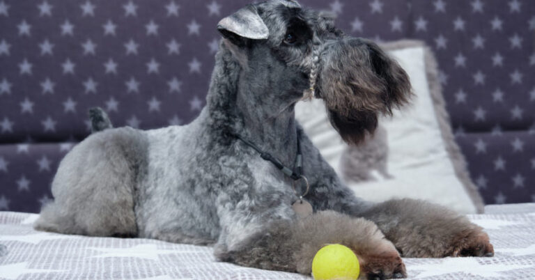 Perros que Menos Pelo Sueltan: Guía Definitiva de Razas | Tiendanimal
