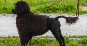 Perros que Menos Pelo Sueltan: Guía Definitiva de Razas | Tiendanimal