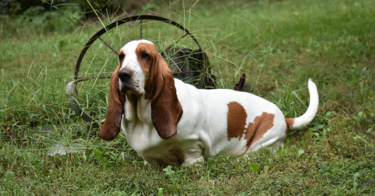 Basset Hound: Características, Cuidados y Carácter | Tiendanimal
