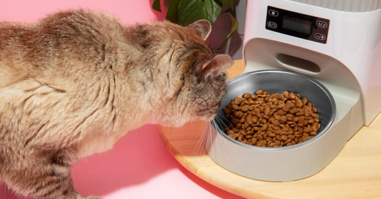 ¿Cuál es el mejor pienso para gatos senior? Comparativa | Tiendanimal