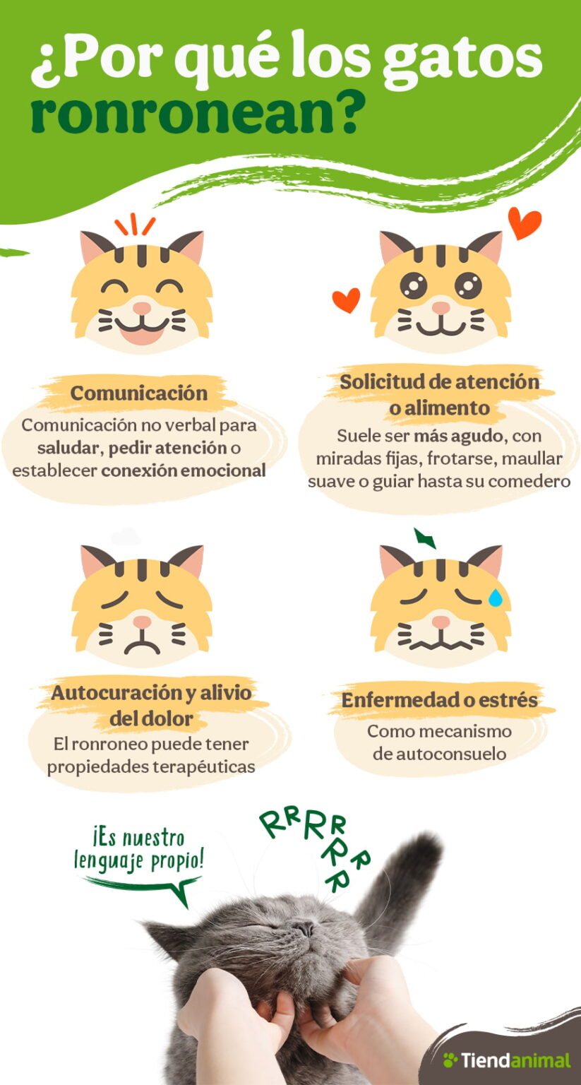¿Por qué los gatos ronronean? Todas las razones explicadas | Tiendanimal