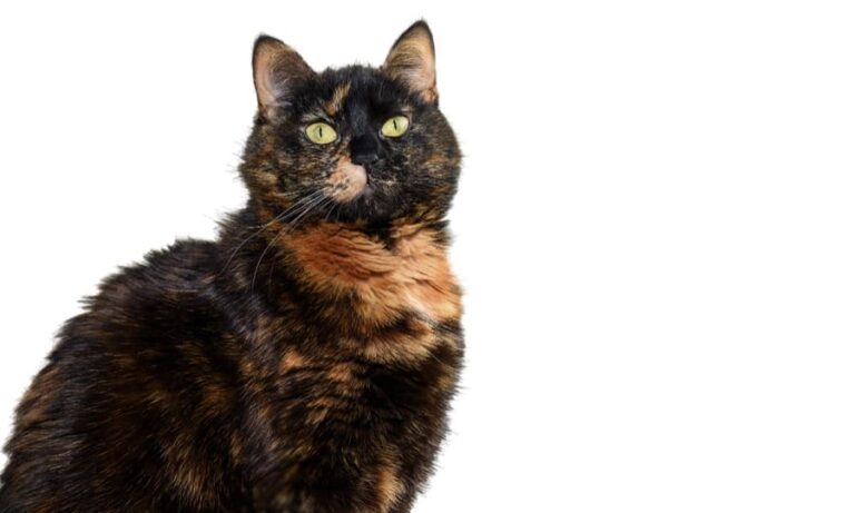 Gato carey: características, curiosidades y cuidados | Tiendanimal