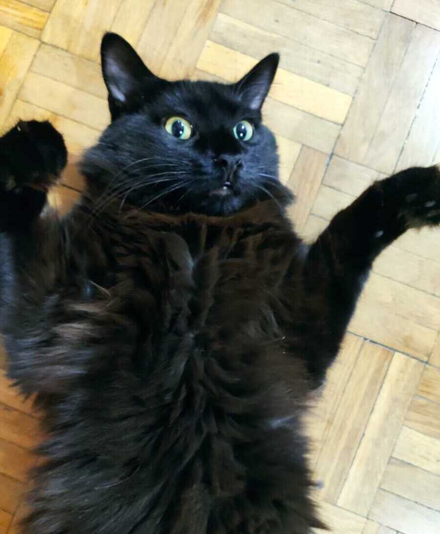 La historia del gatito Isidro: De un motor de coche a un hogar lleno de ...