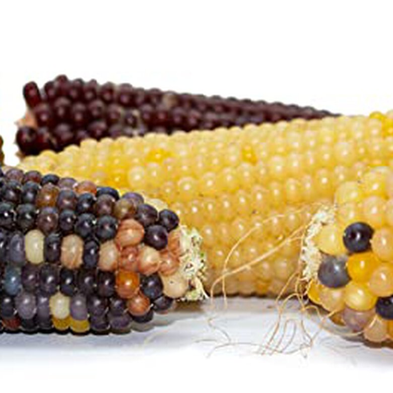 Mini Mazorcas de Maíz para gallinas y Conejos - PicoMaíz – Snack 100% ...