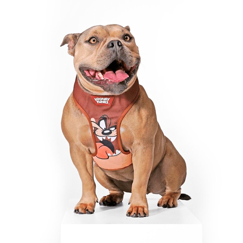 Arnés Bold para perros | Looney Tunes - Demonio de Tasmania | Tiendanimal