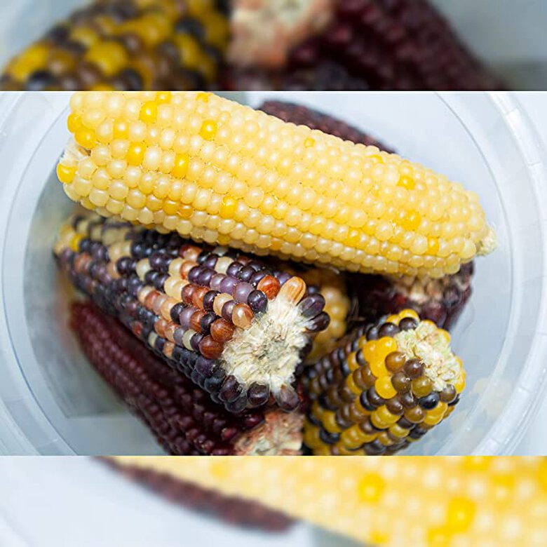 Mini Mazorcas de Maíz para gallinas y Conejos - PicoMaíz – Snack 100% ...