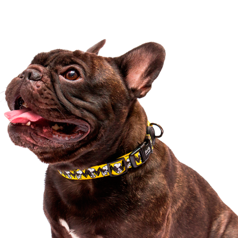 Collar para perro Snoopy color amarillo | Tiendanimal