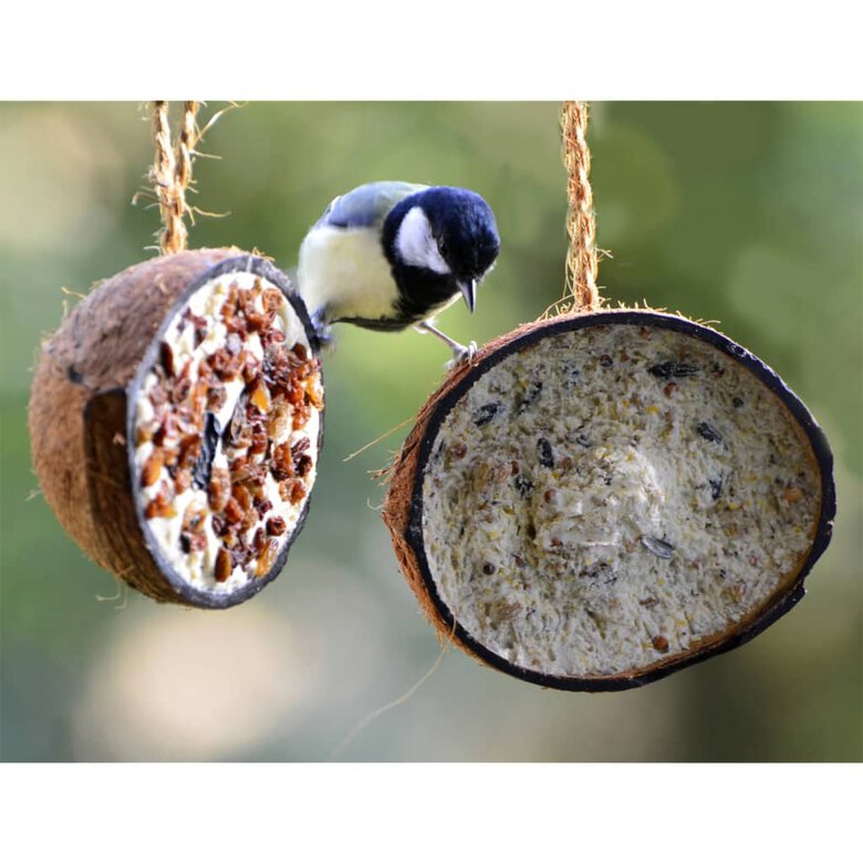 Comida Para Pájaros | Tiendanimal