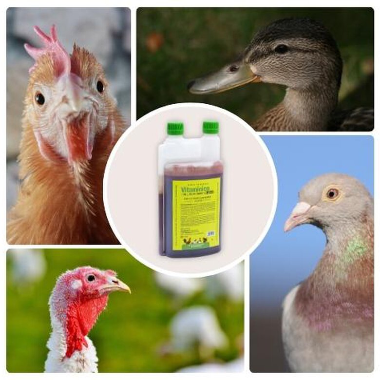 Vitamínico para Cría y Reproducción de Las Gallinas y Otras Aves de Corral 1 L- Recomendable ...