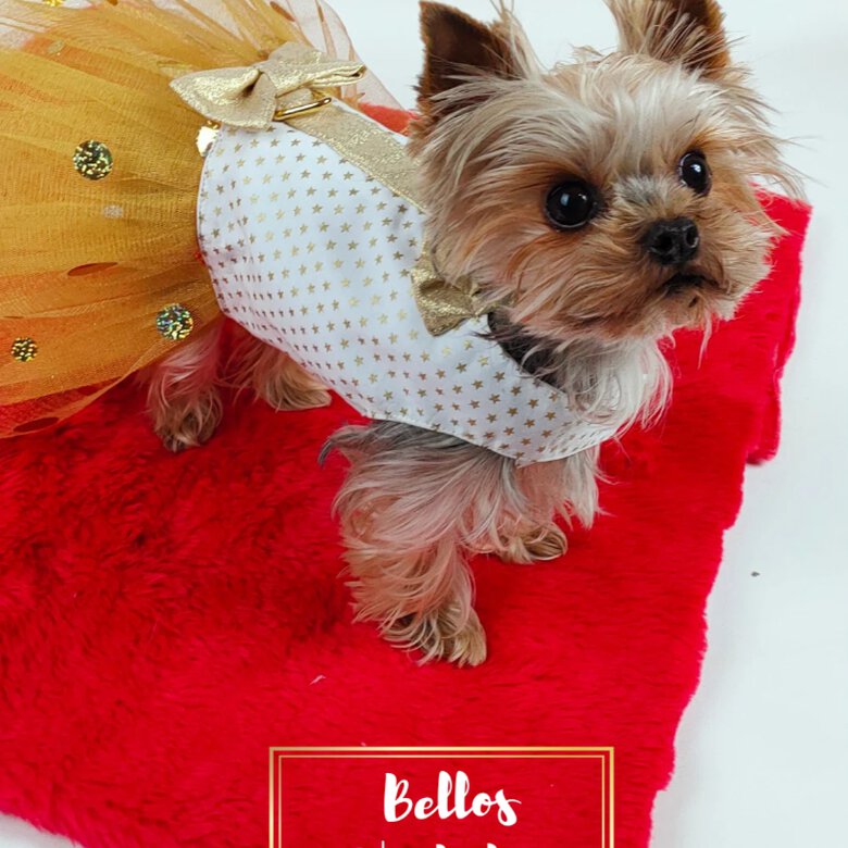 Ideal Pets, Vestido para perros, Fiestas | Tiendanimal