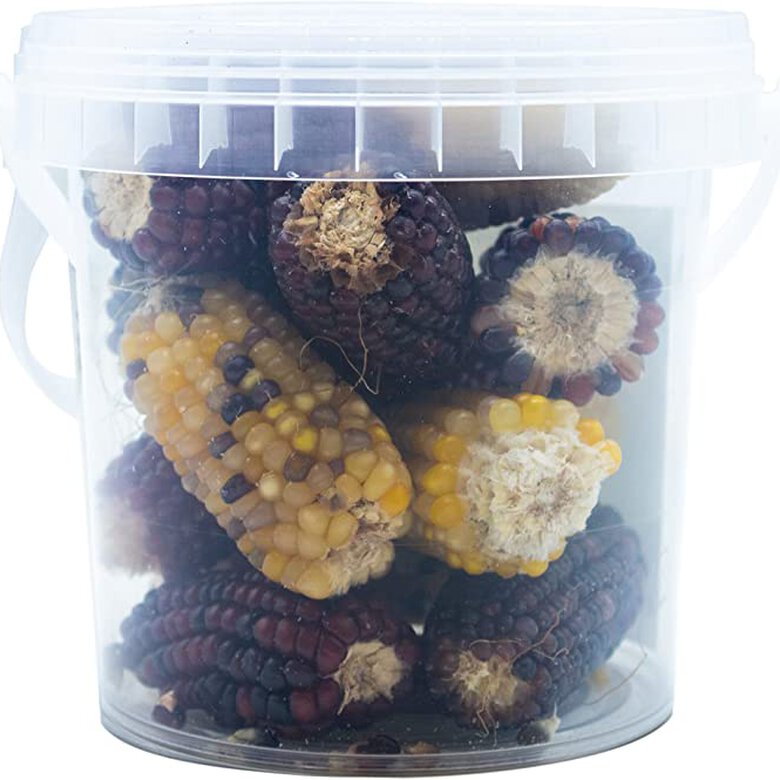 Mini Mazorcas de Maíz para gallinas y Conejos - PicoMaíz – Snack 100% ...