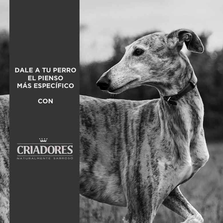 Pienso para perros Criadores Mantenimiento | Tiendanimal
