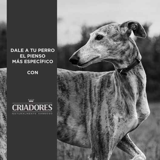 Pienso para perros Criadores Mantenimiento | Tiendanimal