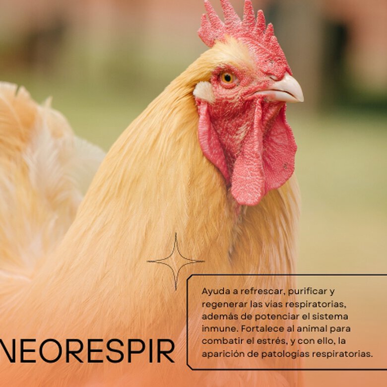 Neorespir 1 L - Expectorante Preventivo de Las Patologías Respiratorias En Aves de Corral ...