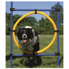 Agility para perros: un ejercicio fabuloso - Tiendanimal