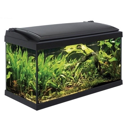 El pez neón - Cuidados, Consejos y Características | Tiendanimal